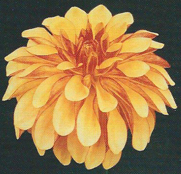 Dahlia ' ELDON WILSON ' (Stellar) Connell L. 1992 (Connell 1995) - Scan ...